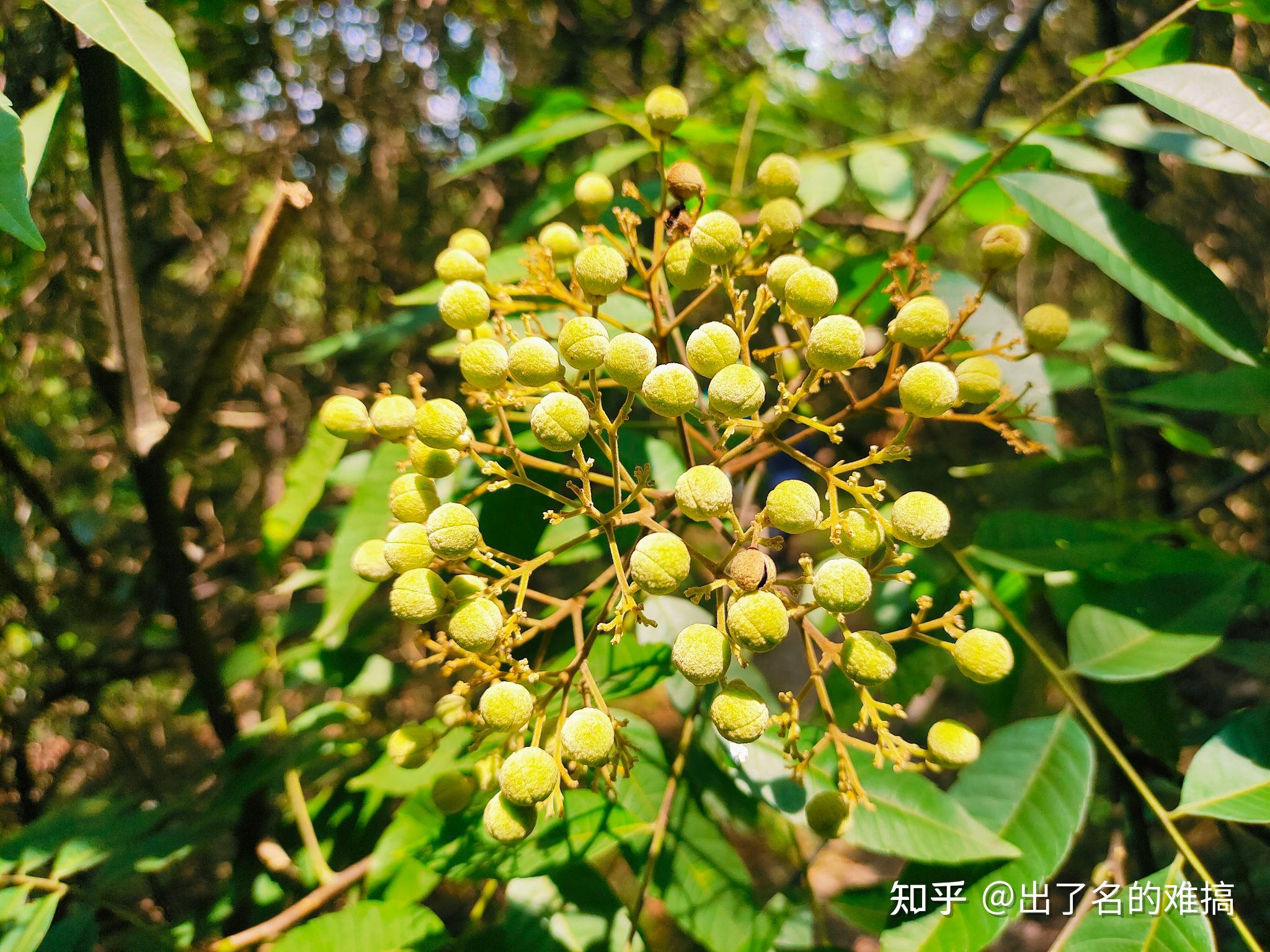 贵州茂兰漏斗森林徒步游记(超详细，附攻略) - 知乎
