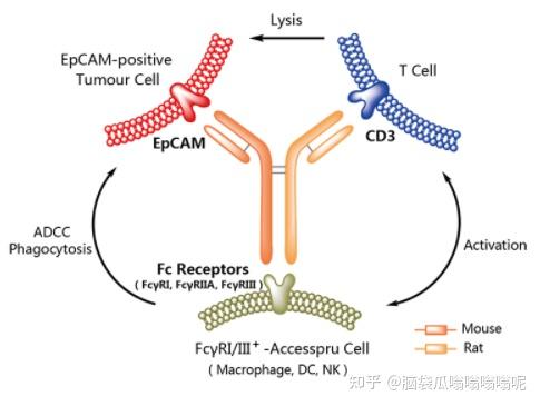 EpCAM靶点调研 - 知乎