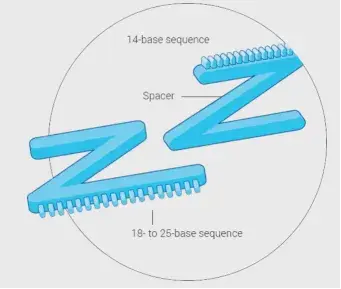 【病理专题】RNAscope技术介绍及应用 - 知乎