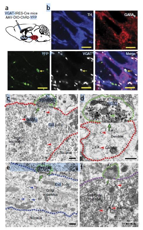 【神经元细胞干货篇】神经元细胞特异性基因调控策略 - 知乎