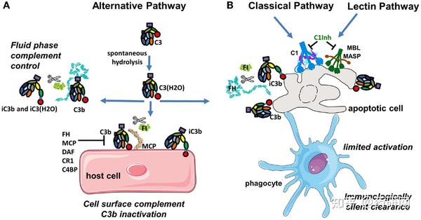 从阿斯利康子公司看全球C5靶点布局 - 知乎