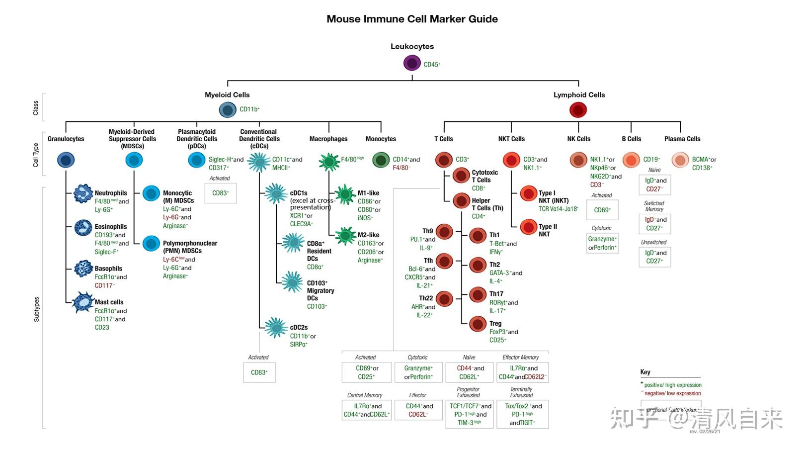 流式细胞术原理、分析及应用整理——（二） - 知乎