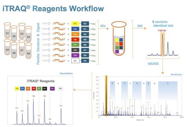 iTRAQ(稳定同位素标记蛋白质组学技术) - 知乎