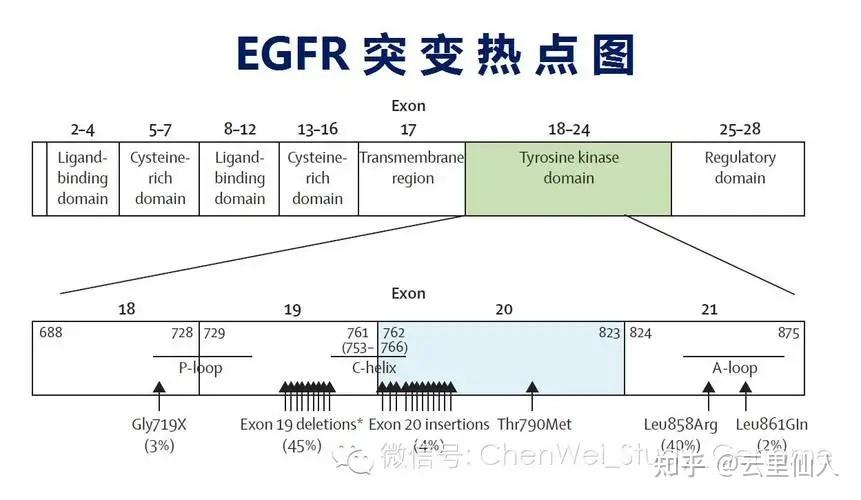 EGFR家族：细胞信号的开关与癌症的敌人 - 知乎
