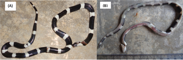 献给钟爱的Bungarus环蛇属（Krait) - 知乎