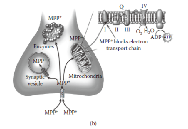 毒物科普：MPTP及其他 - 知乎