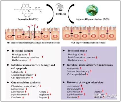 Food Research International：褐藻寡糖通过促进肠道菌群稳态来防止伏马菌素B1诱导的肠道损伤 - 知乎