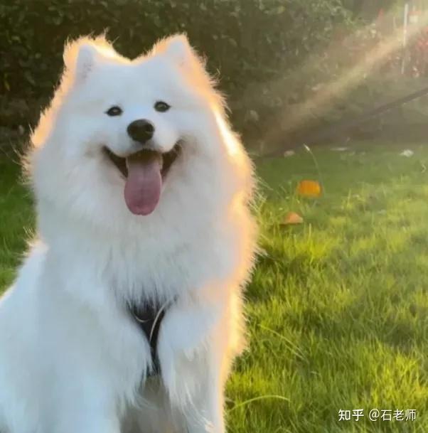 宠物壁纸｜萌宠可爱高清狗狗壁纸 - 知乎