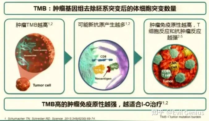 肿瘤突变负荷（TMB）及计算方法 - 知乎
