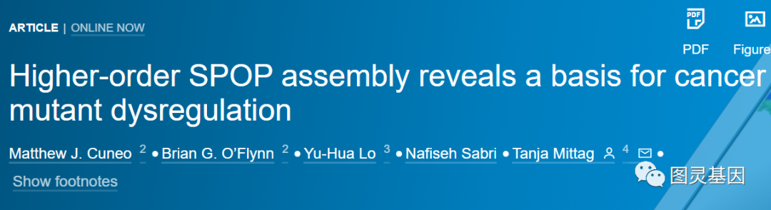 Mol Cell | 揭示SPOP蛋白如何在癌症中发挥作用 - 知乎