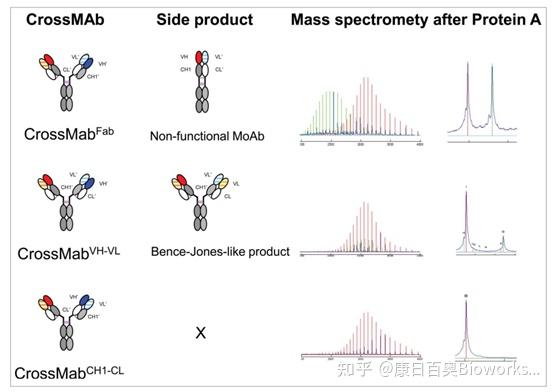 Bio-Share | 双特异性抗体开发关键技术考量 - 知乎