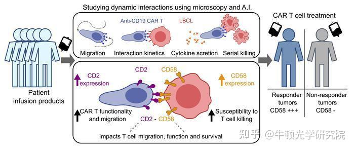 【科技前沿】JCI：科学家开发出一种能确定CAR-T免疫疗法成功的新技术 - 知乎