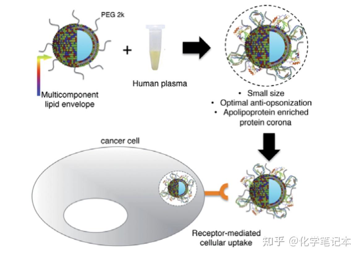 DSPE-PEG的结构与纳米载体性能之间的关系，以及DSPE-PEG及其衍生物在给药系统中的最新进展 - 知乎