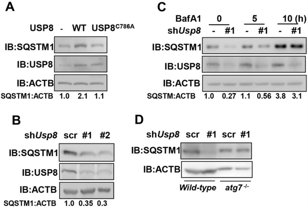 泛素特异性蛋白酶USP8直接对SQSTM1/p62进行去泛素化，以抑制其自噬活性 - 知乎
