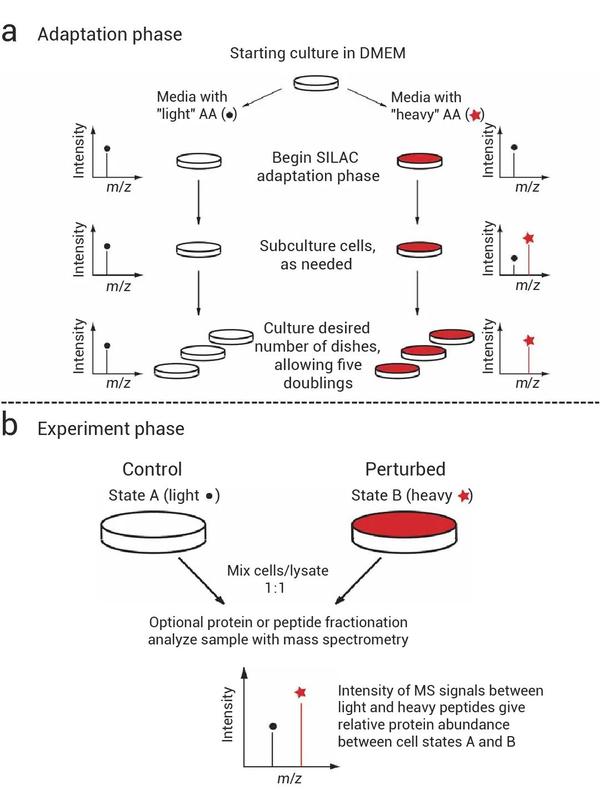 SILAC, 基于质谱 (MS) 的定量蛋白质组学技术 | MCE - 知乎