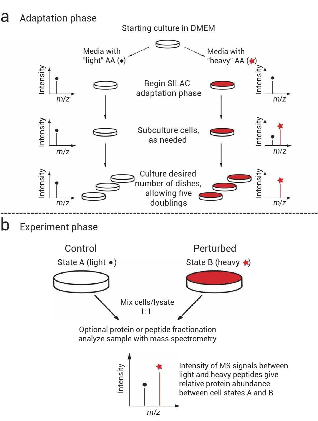 SILAC, 基于质谱 (MS) 的定量蛋白质组学技术 | MCE - 知乎