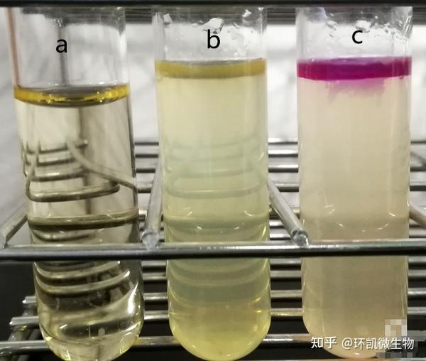 GB4789.4-2016沙门氏菌的检验过程及操作时的注意事项 - 知乎