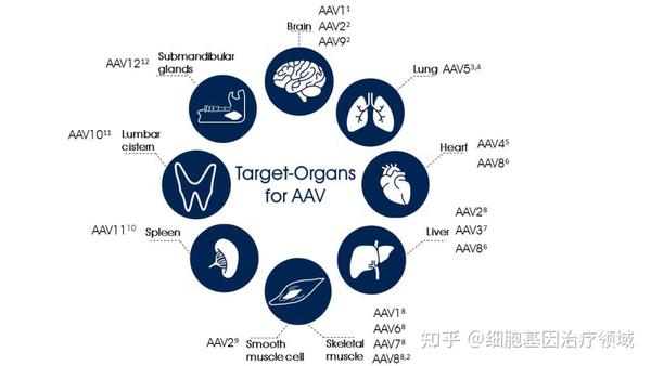 转动AAV基因治疗载体的魔方 - 知乎