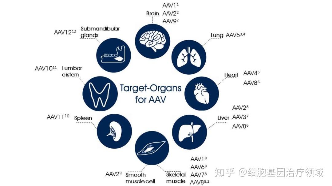 转动AAV基因治疗载体的魔方 - 知乎