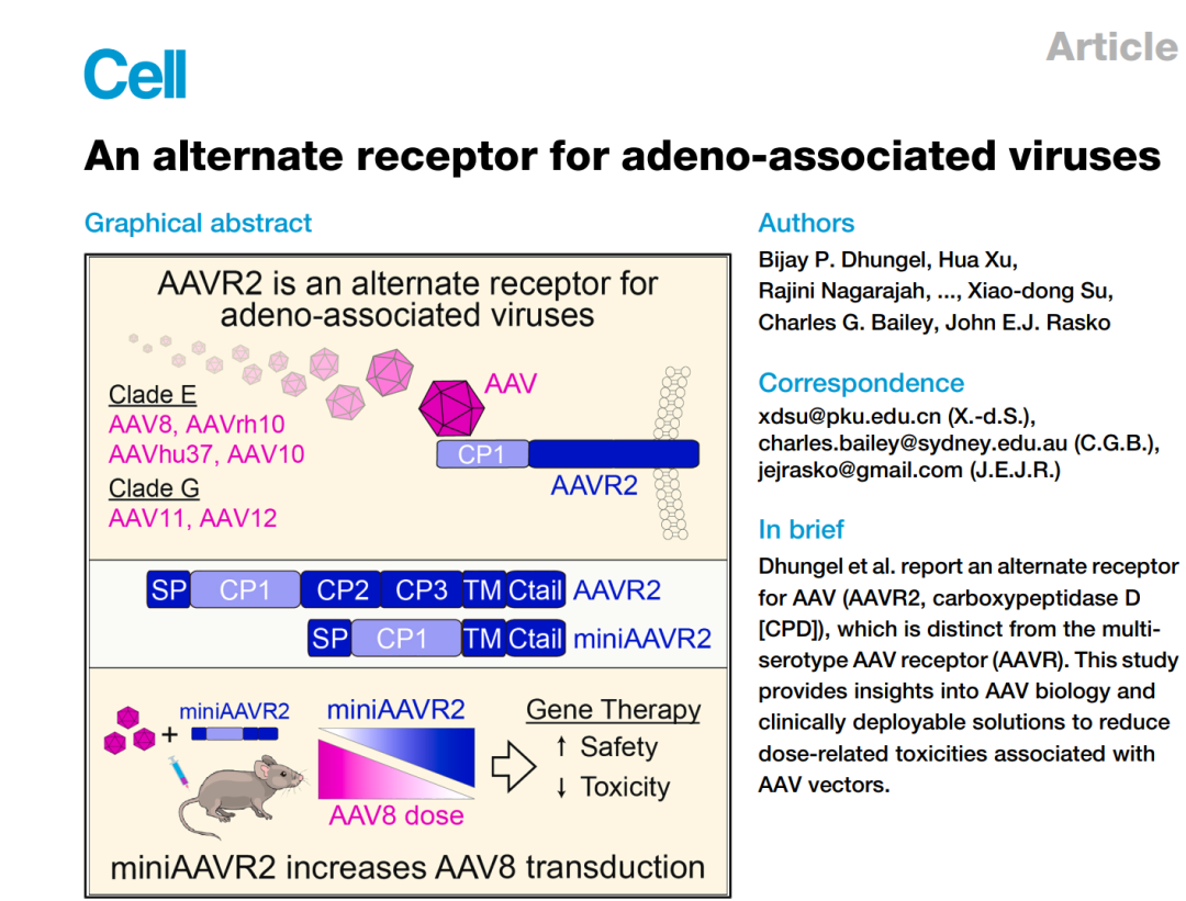 Cell | 苏晓东课题组与合作者揭示AAV与新型受体（AAVR2）结合的分子机制 - 知乎