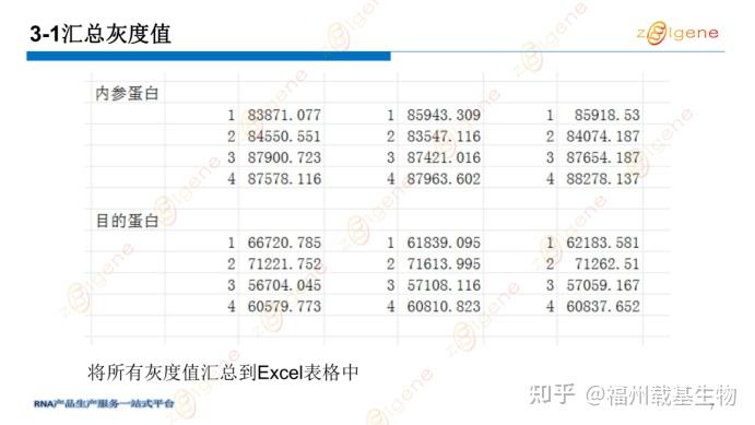 WB数据分析｜手把手教学｜western blot - 知乎