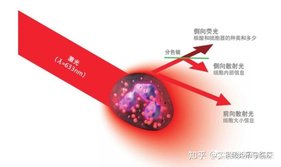 【临检基本功】如何看懂血细胞直方图与散点图（建议收藏） - 知乎