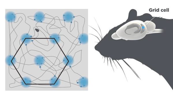 大脑中的GPS - 知乎