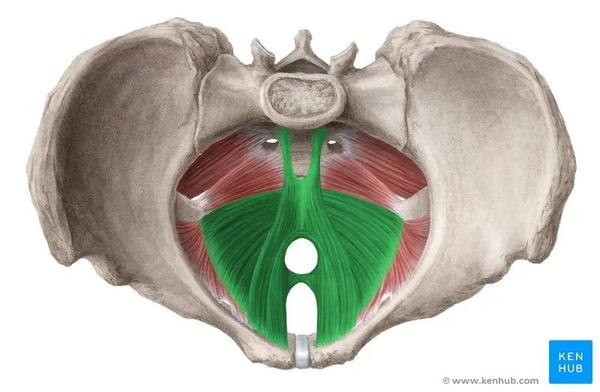 真骨盆， 骨盆底 - 知乎