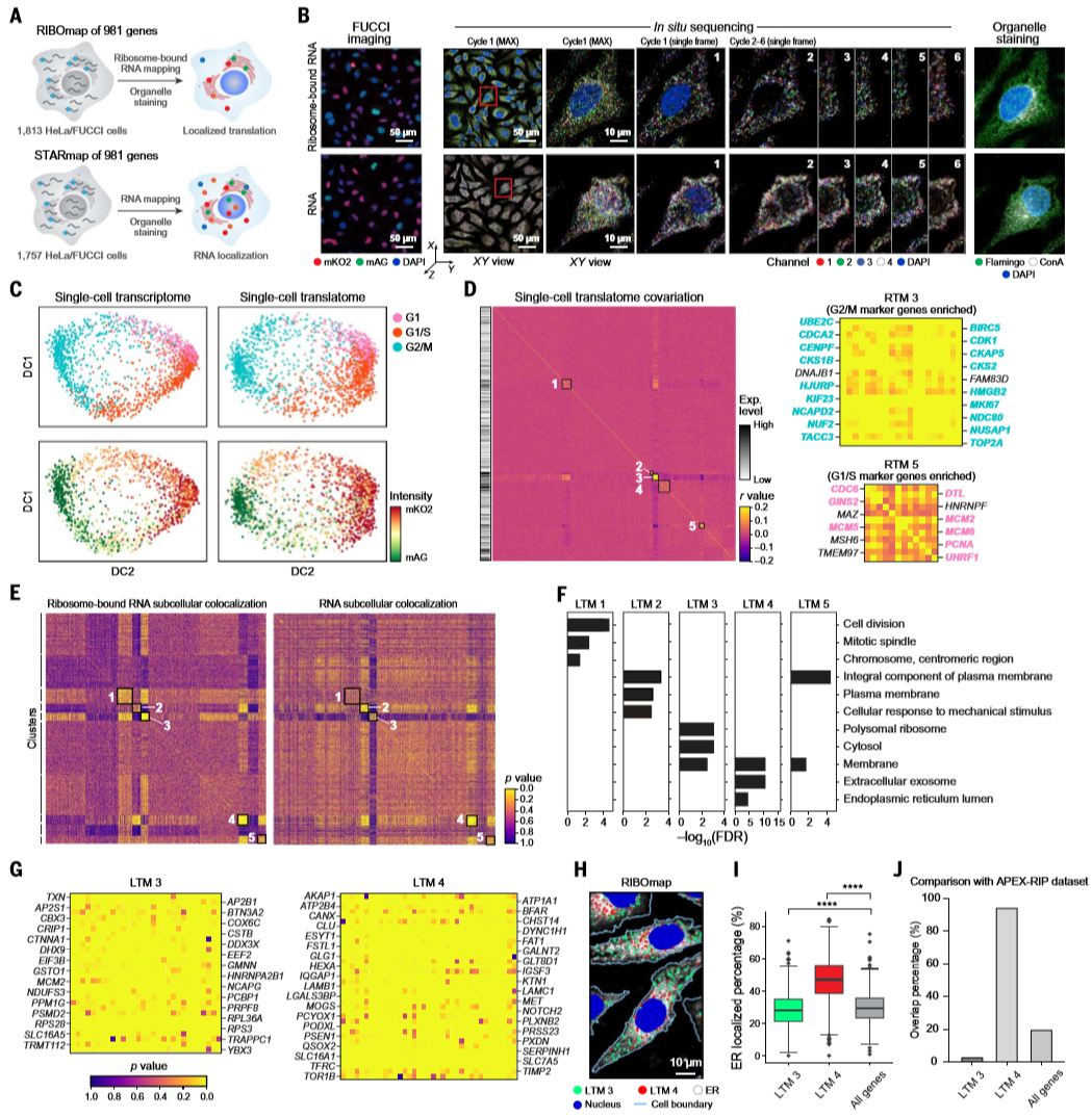Science | 空间翻译组学测序技术RIBOmap，以单细胞和分子分辨率揭示脑组织翻译调控机制 - 知乎