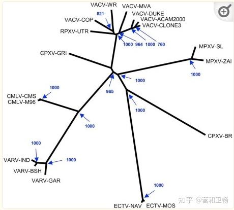 此牛痘（vaccinia virus (VACV)）非彼牛痘（Cowpox viruses (CPXVs) ） - 知乎