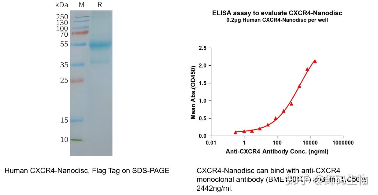 CXCR4：一个受体，两款FDA新药，这个靶点究竟有多关键？ - 知乎
