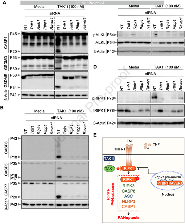 Cell子刊丨全基因组 CRISPR 筛选确定 RAVER1 调节 RIPK1 介导的炎症细胞死亡，PANoptosis - 知乎