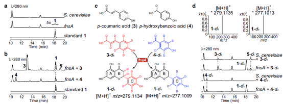 Nat Commun│从真菌中发现柚皮素合成的新途径 - 知乎