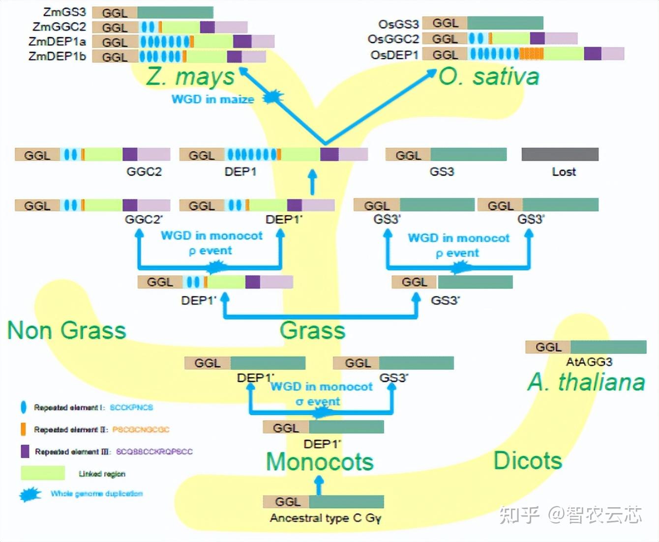 本研究揭示了C端结构域的功能分化决定G蛋白βγ二聚体的功能选择，为利用基因编辑技术对Gγ尾部进行模块化改造、协同改良作物产量和抗逆性等重要农艺 ...