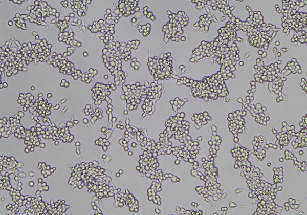 巨噬细胞介绍以及M1/M2极化实验 - 知乎