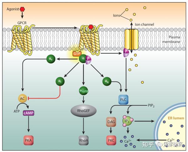 神经系统疾病治疗靶点——毒蕈碱乙酰胆碱受体 - 知乎