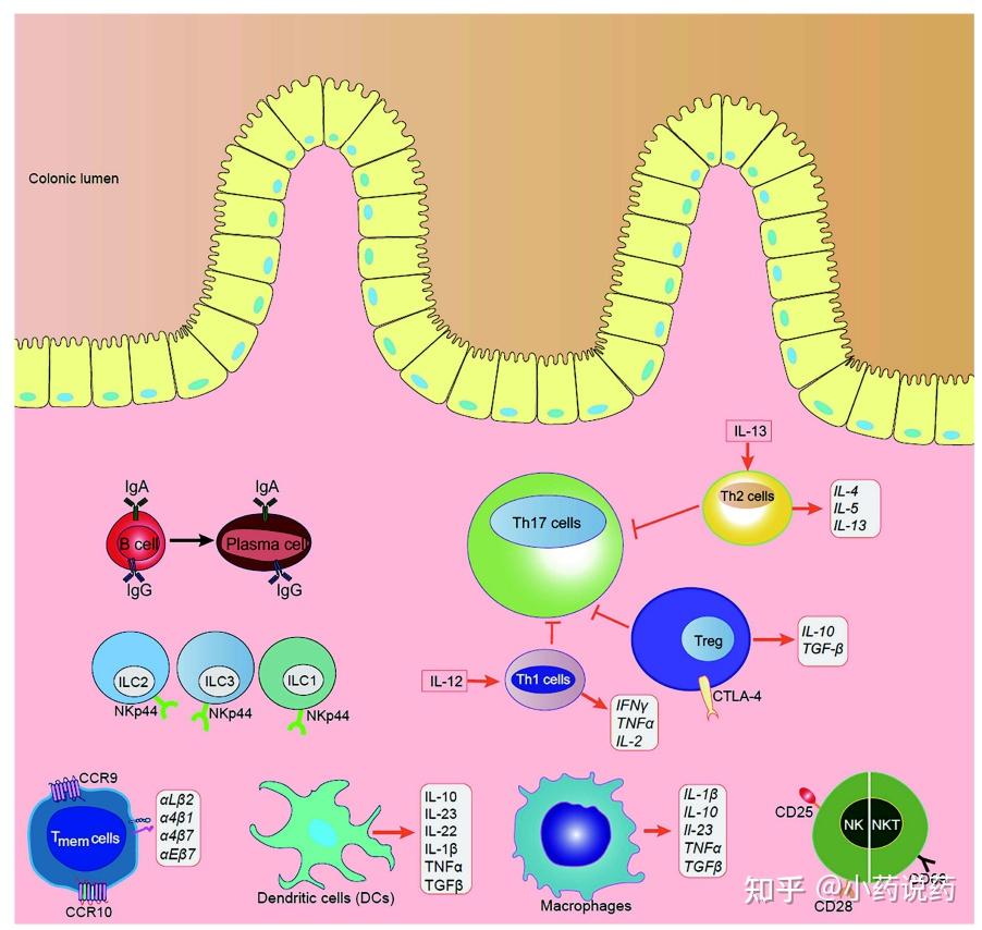 炎症性肠病（IBD）的分子机制和免疫治疗 - 知乎