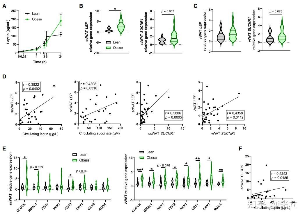 IF:29｜减肥福音：生物钟调节瘦素表达 - 知乎