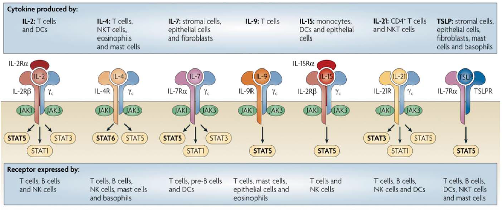 PSCprof 人多能干细胞消化液