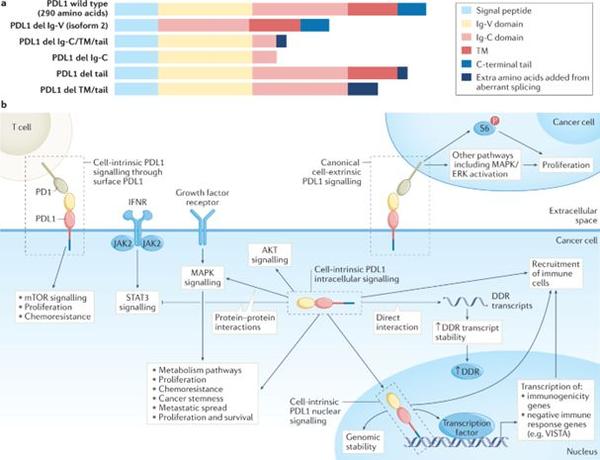 肿瘤细胞内的程序性死亡配体1信号通路 - 知乎