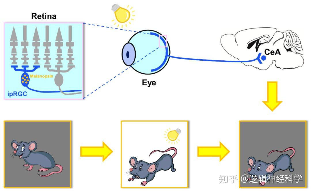 Sci Adv︱复旦大学杨雄里院士团队揭示自感光视网膜神经节细胞–中央杏仁核环路介导明亮光照诱发的小鼠持续性焦虑样行为 - 知乎