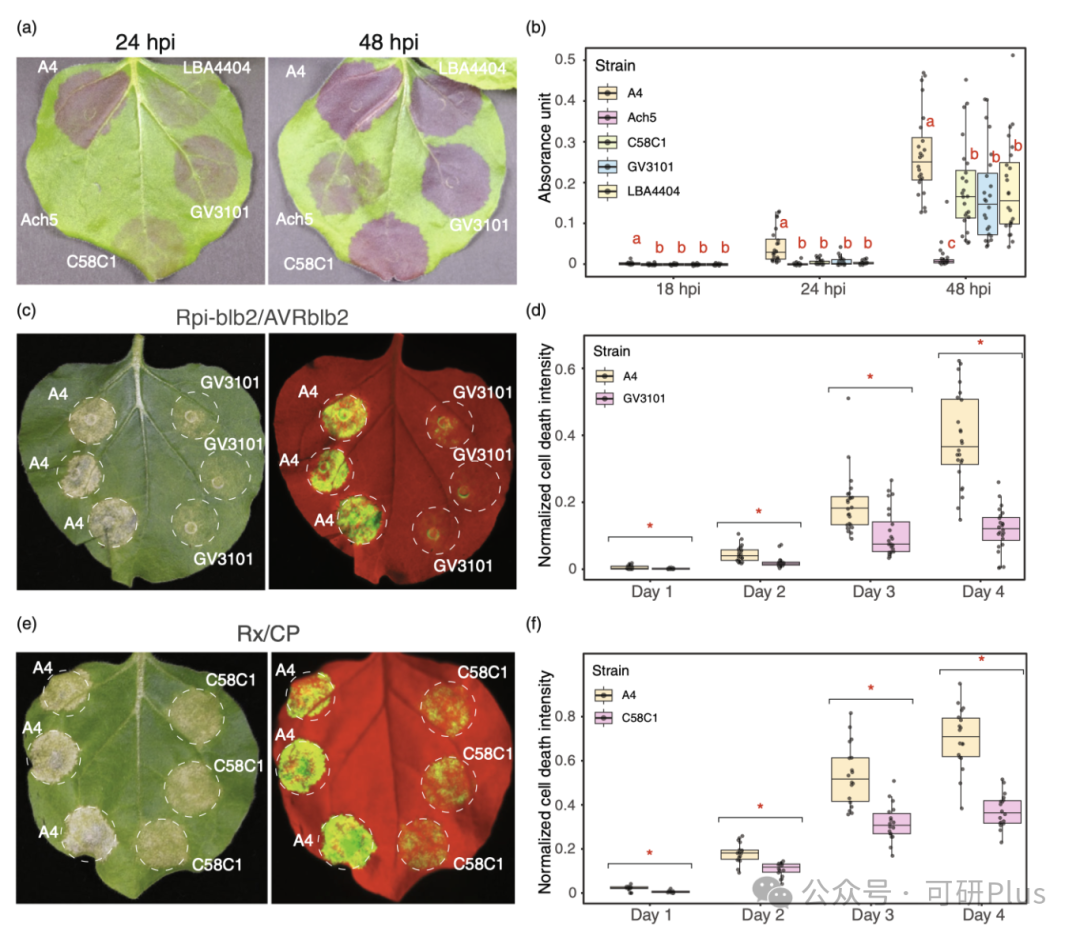 植物瞬时表达有救了！更强！更快的农杆菌新菌株AS109！效率远超GV3101、EHA105等传统菌株｜Pbj - 知乎