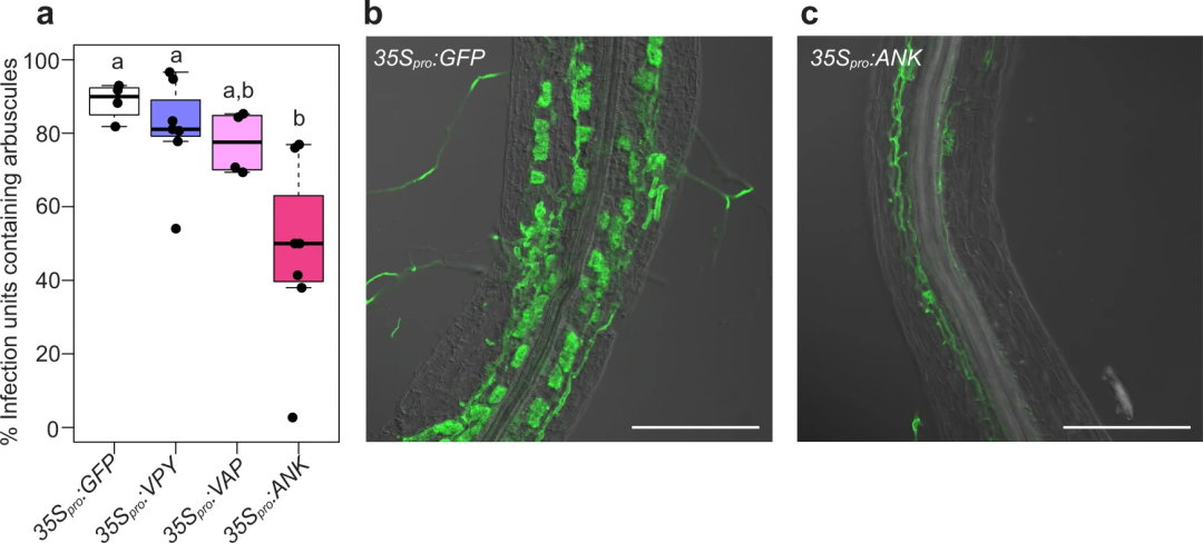 Nature Communications | 研究揭示植物细胞容纳丛枝菌根真菌定殖共生的机制！ - 知乎