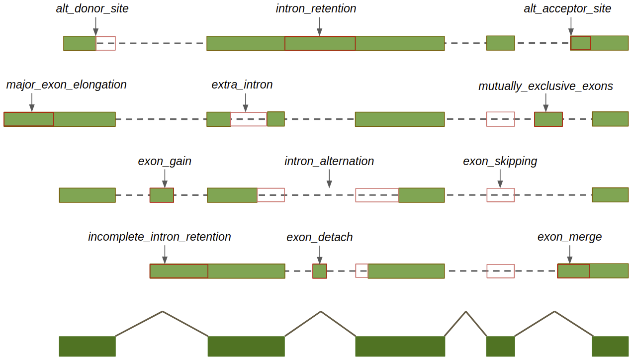 IsoQuant进行三代全长转录组分析 - 知乎