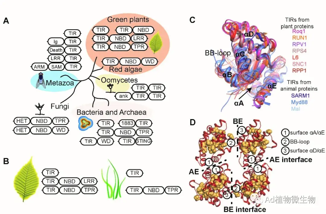 Plant Cell | 植物TIR免疫信号的分子创新！ - 知乎