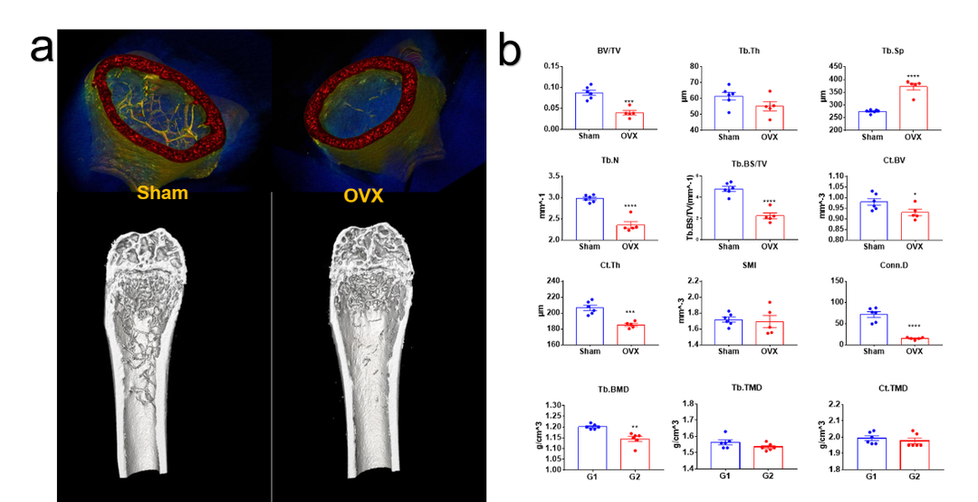 药效纵向研究新利器？Micro-CT影像技术在药物临床前小鼠药效模型上的应用 - 知乎