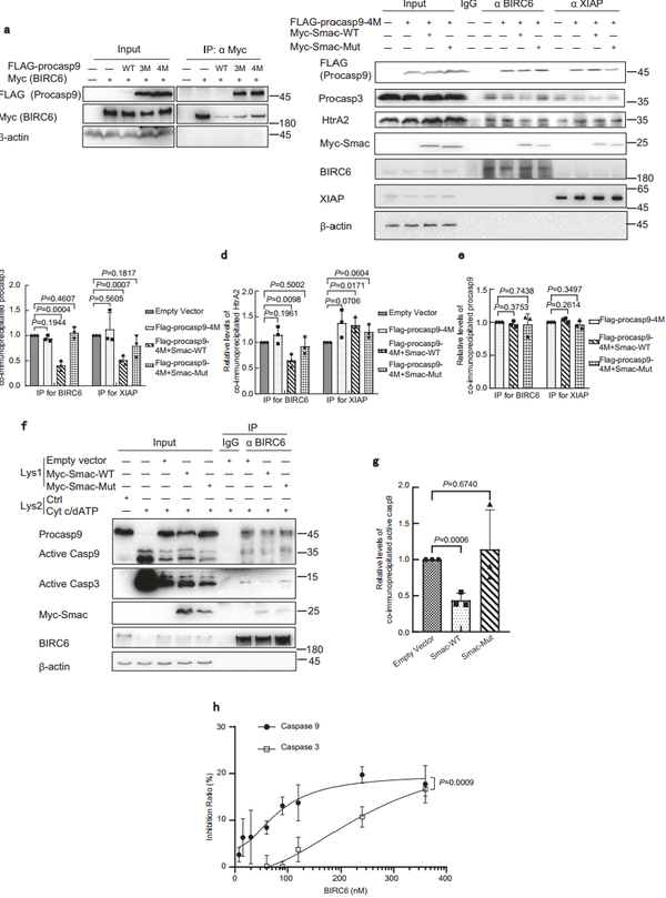 Nature Communications | BIRC6介导的细胞凋亡和自噬调控的分子机制 - 知乎