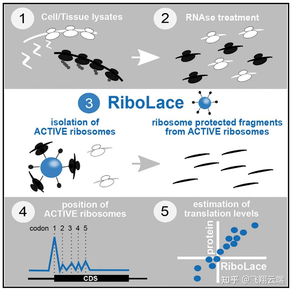 Active Ribo-seq：活跃翻译组测序技术 - 知乎