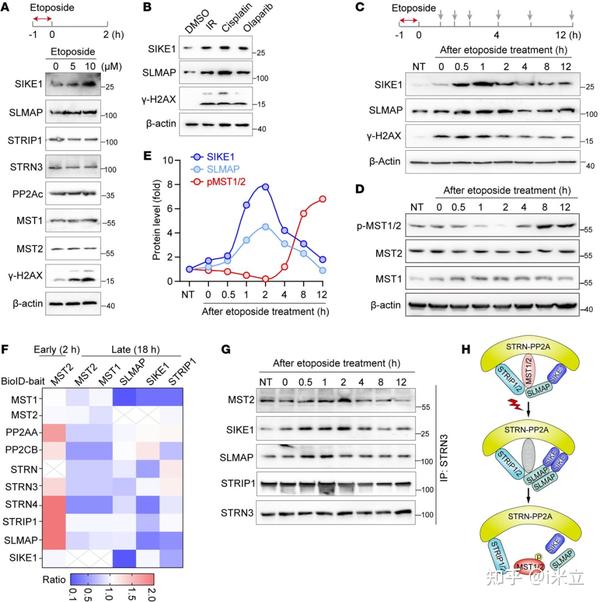 IF:19.456｜Hippo-STRIPAK和PARP联合靶向导致胃肠道癌症合成致死 - 知乎