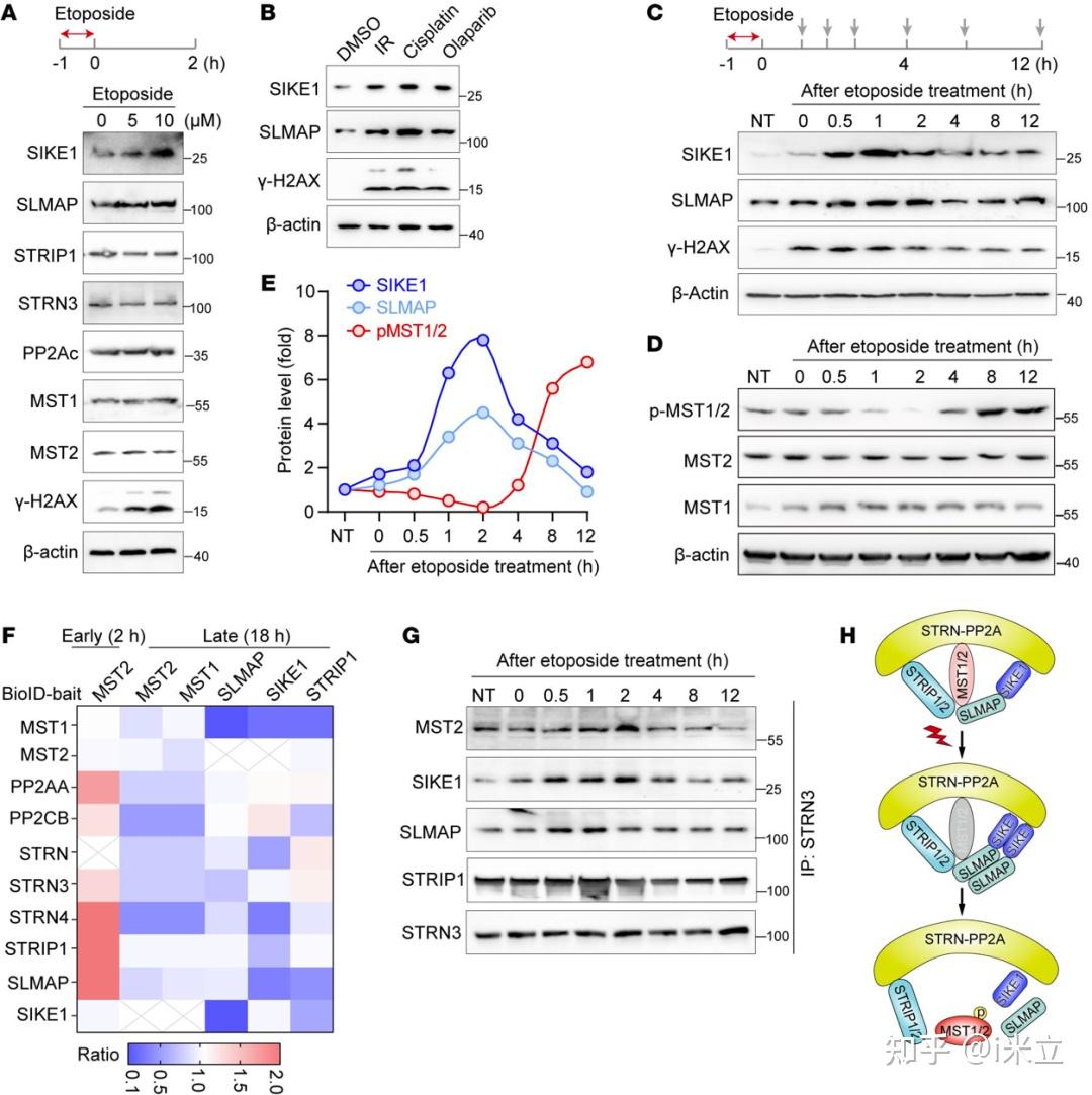 IF:19.456｜Hippo-STRIPAK和PARP联合靶向导致胃肠道癌症合成致死 - 知乎